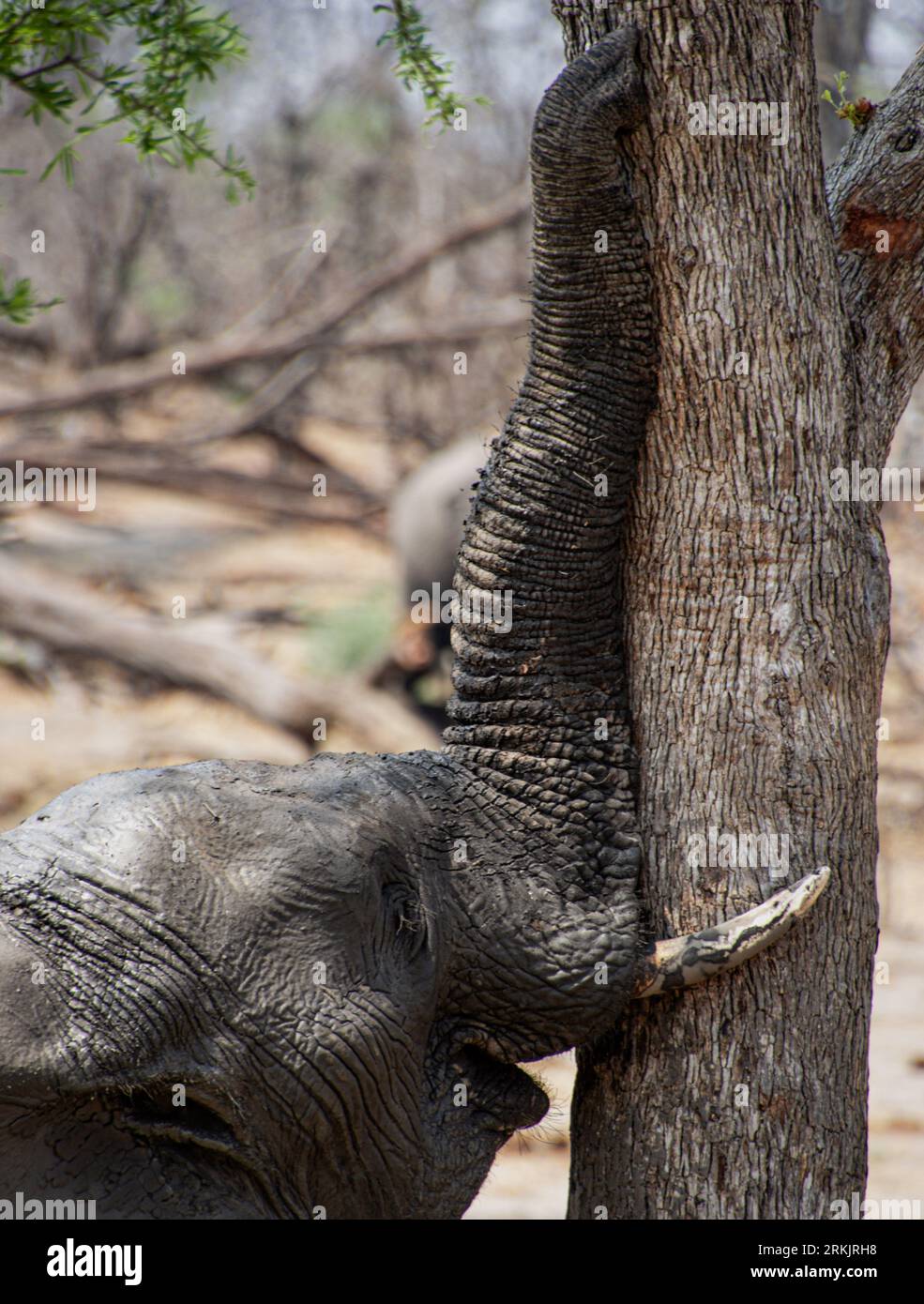 A young elephant standing in front of a tree trunk Stock Photo - Alamy