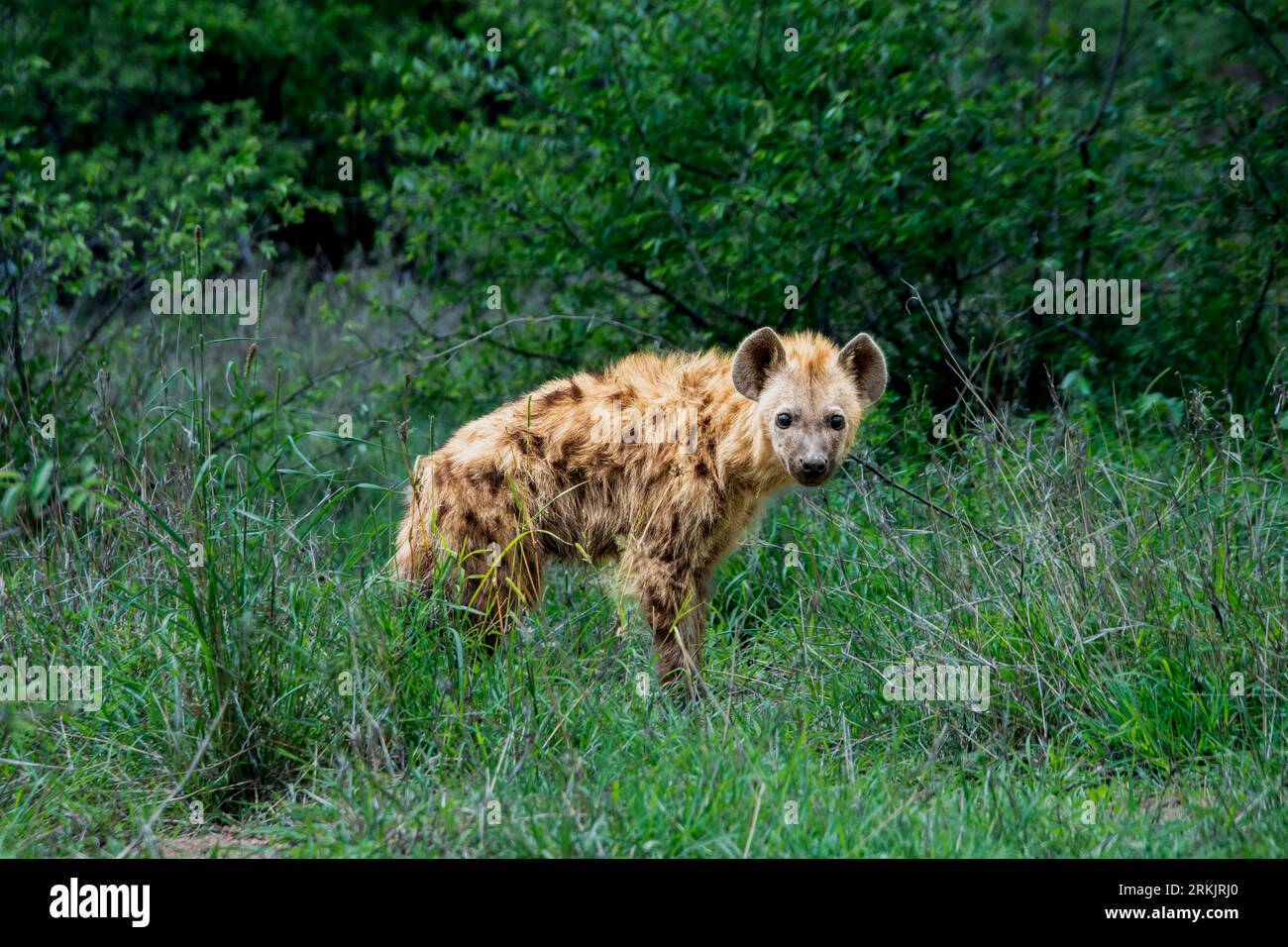 Hyena grinning hi-res stock photography and images - Alamy