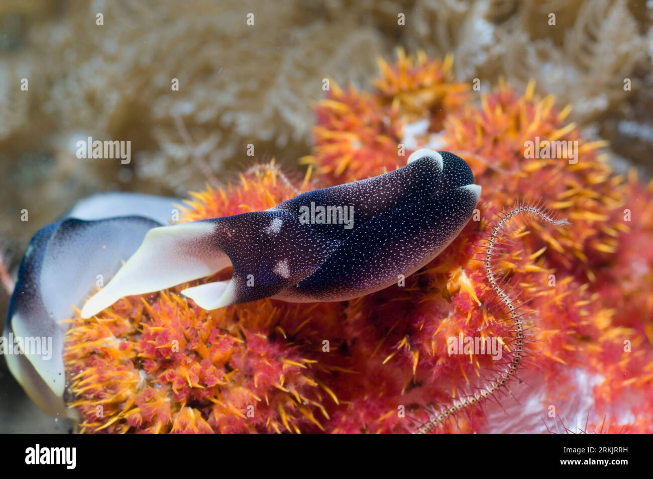 Aglagidae hi-res stock photography and images - Alamy