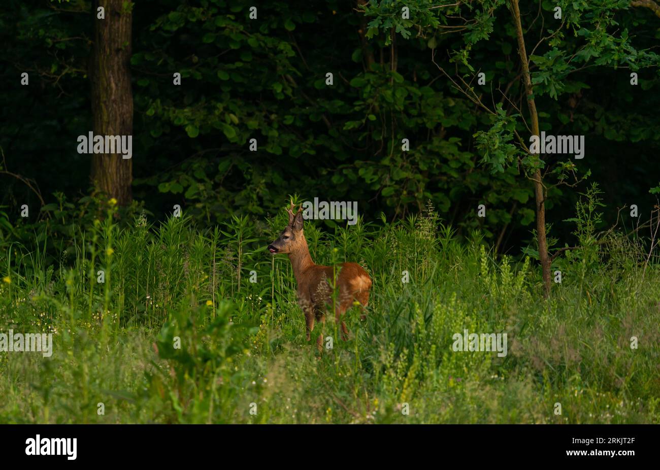 trophy deer hunting - Roe deer - goat, wild nature, venison. Polish ...