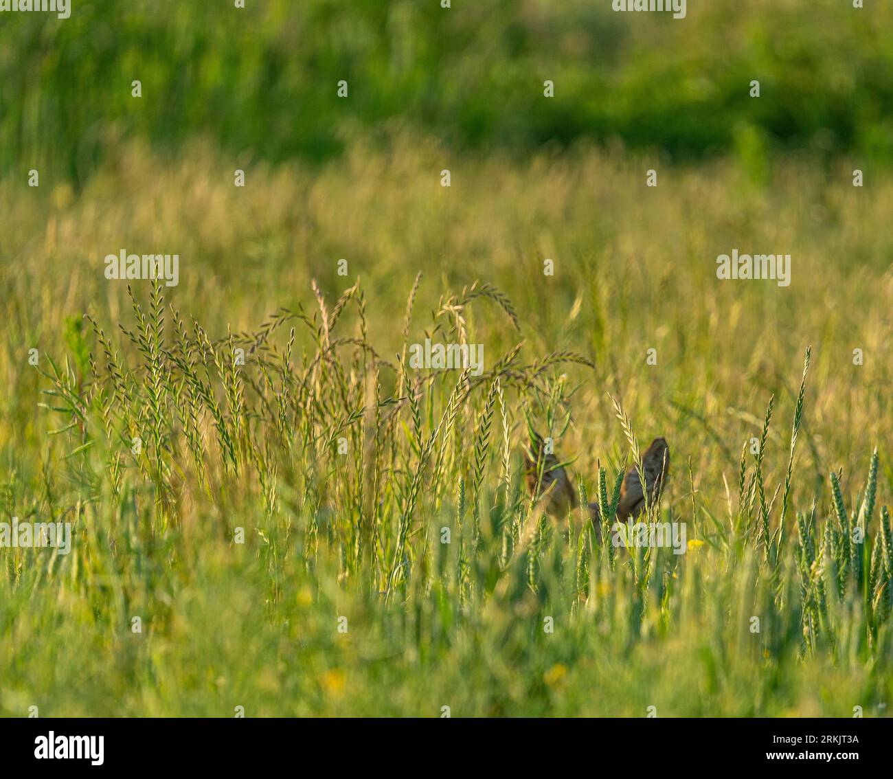 trophy deer hunting - Roe deer - goat, wild nature, venison. Polish ...