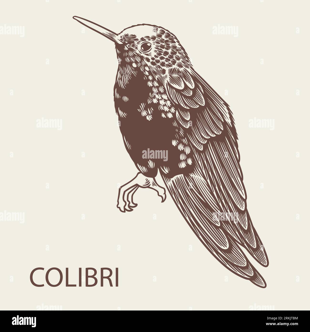 Vector hand drawn Colibri bird illustration. Tropical animal icons isolated on white background ...