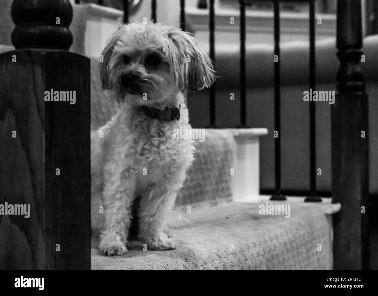 A grayscale of an adorable domestic Maltese dog with a blurry ...