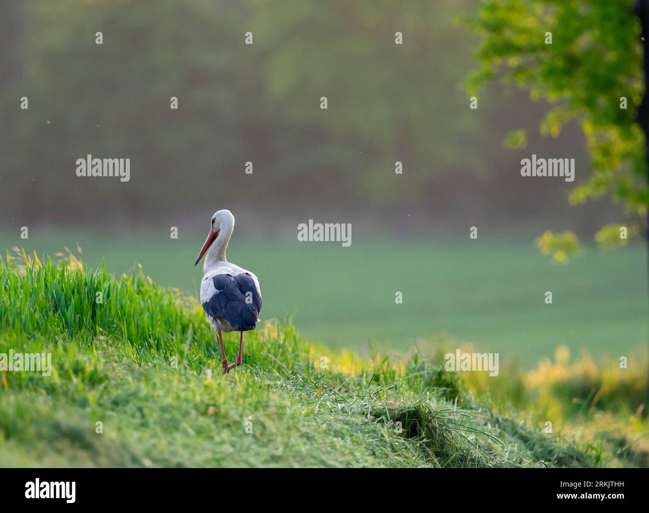Bird brings children hi-res stock photography and images - Alamy