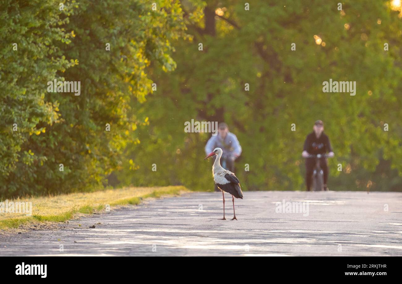 Polish stork hi-res stock photography and images - Alamy