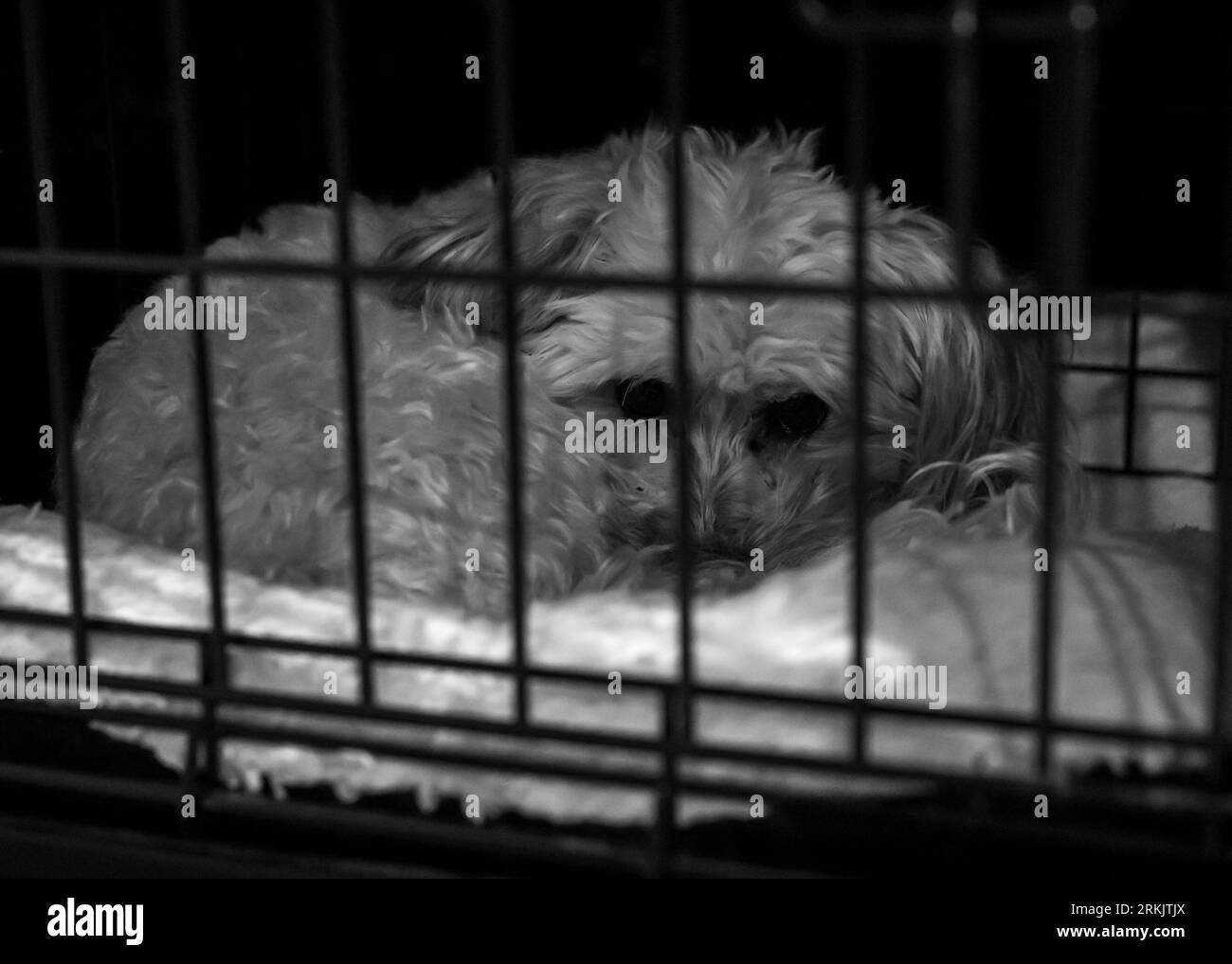 A grayscale of an adorable domestic Maltese dog with a blurry ...