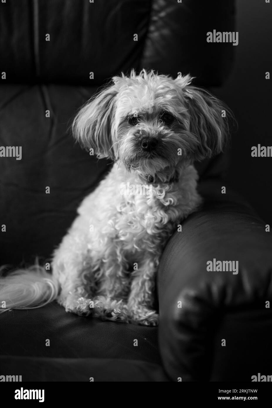 A grayscale of an adorable domestic Maltese dog with a blurry ...