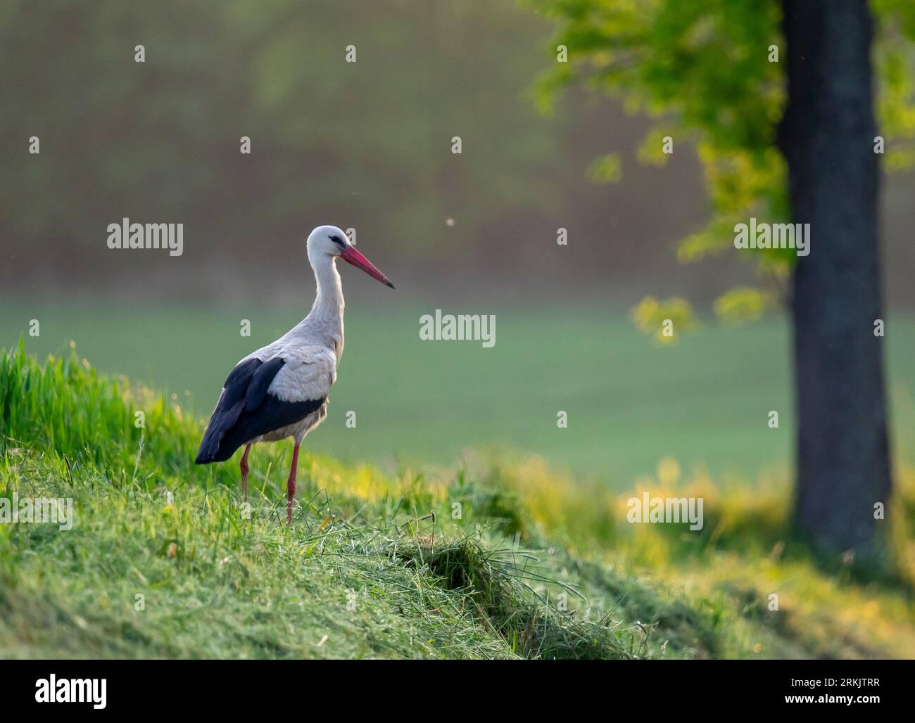 storks come to Poland - polish stork - stork brings children Stock ...
