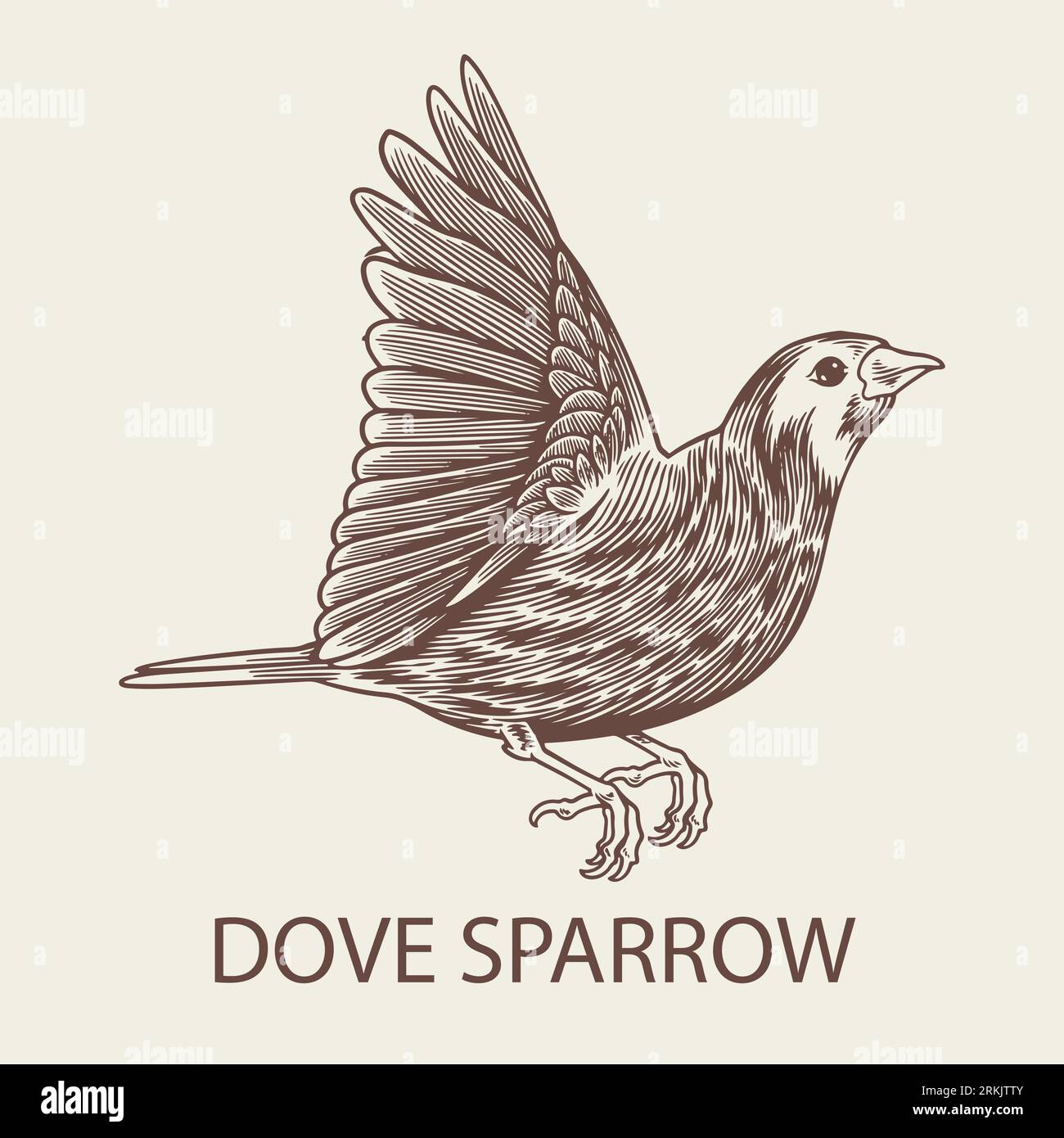 Hand drawn sketch of Dove Sparrow bird vector isolated. Old retro ...