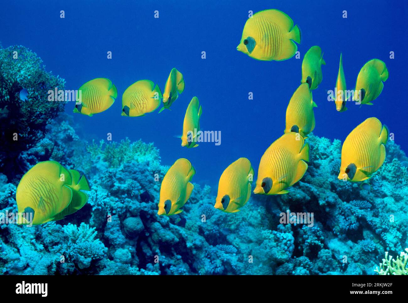 Golden butterflyfish (Chaetodon semilarvatus). Red Sea, Egypt. Red Sea ...