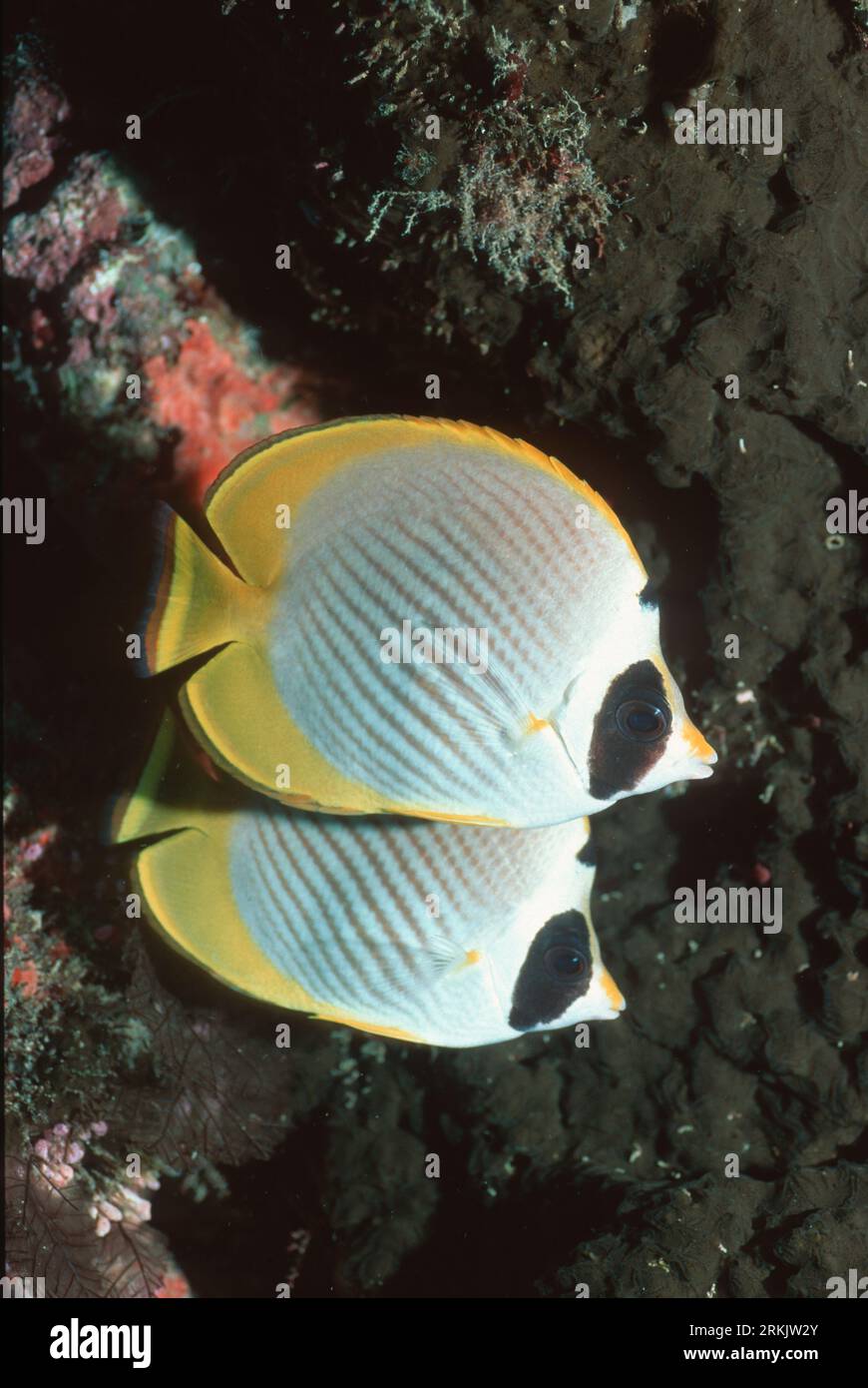 Panda butterflyfish (Chaetodon adiergastos), pair. Sipadan, Malaysia ...