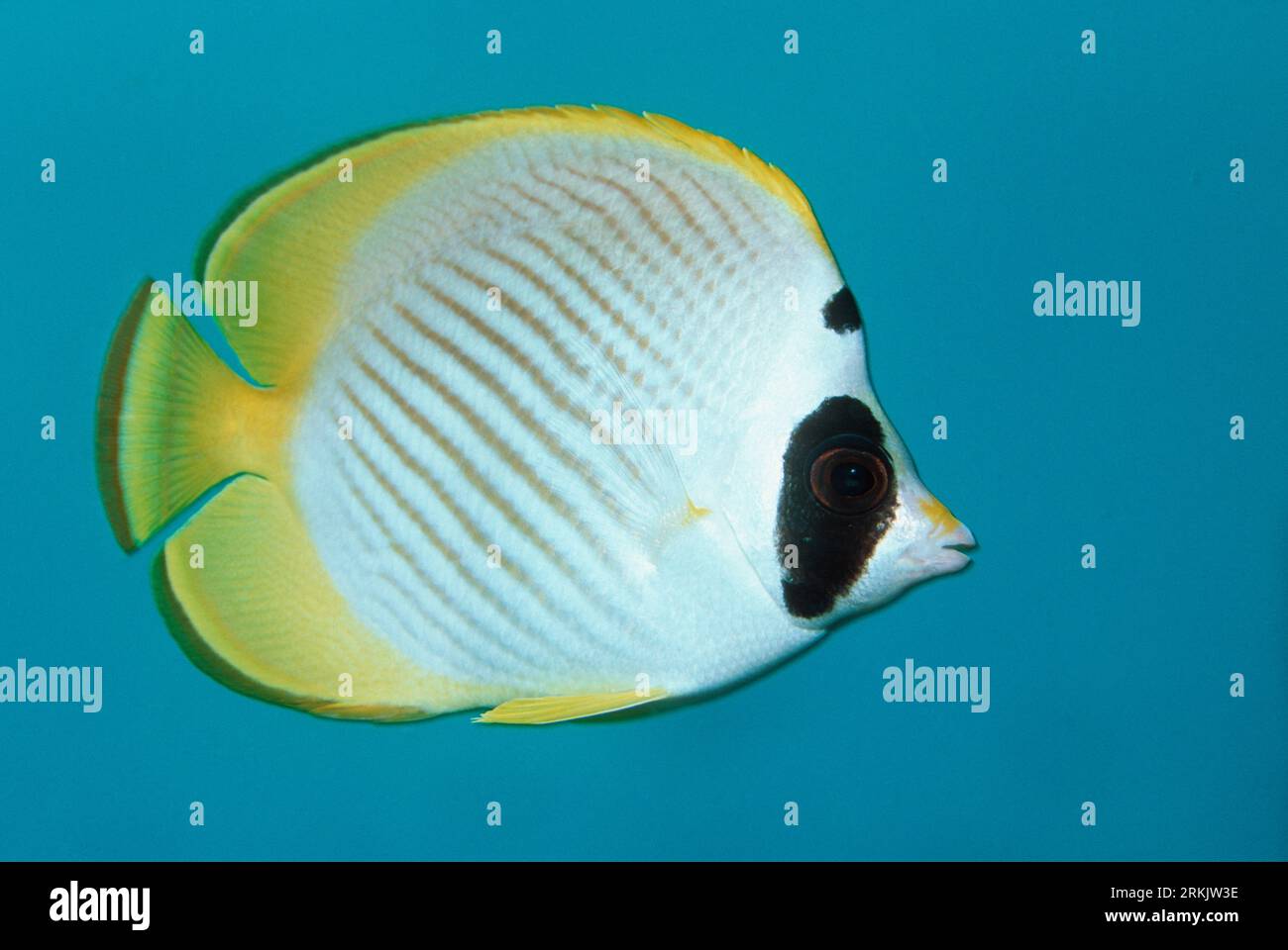 Panda butterflyfish (Chaetodon adiergastos). Sipadan, Malaysia Stock ...