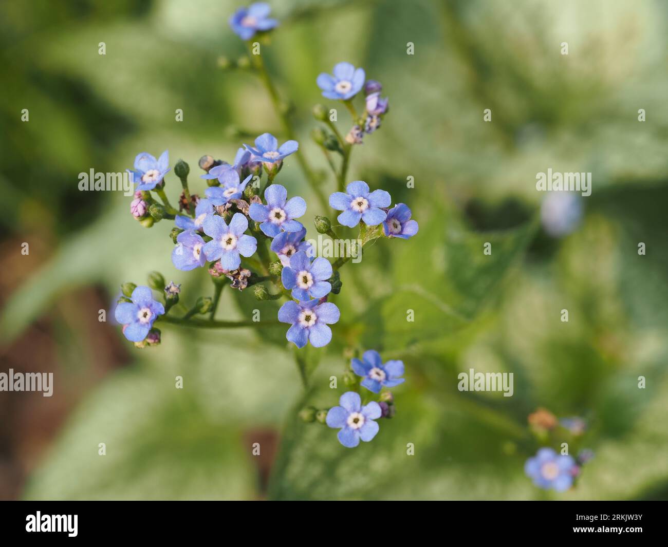 Borage family hi-res stock photography and images - Alamy
