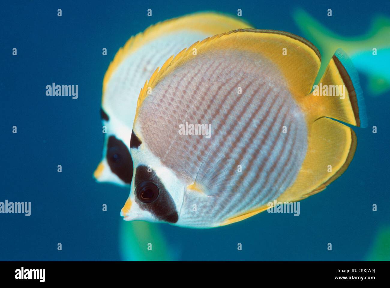 Panda butterflyfish (Chaetodon adiergastos). Sipadan, Malaysia Stock ...