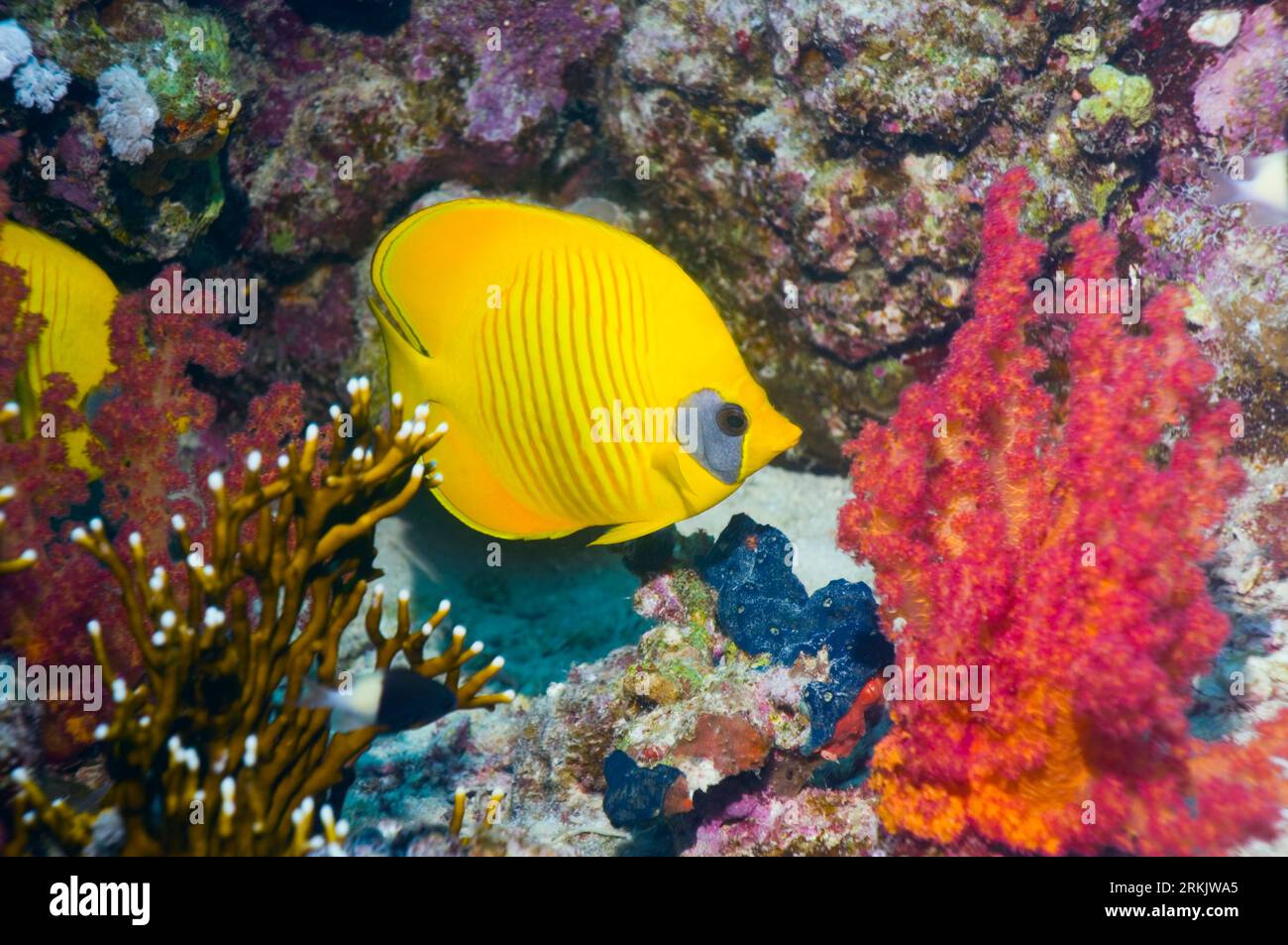 Golden butterflyfish (Chaetodon semilarvatus), pair with soft coral ...