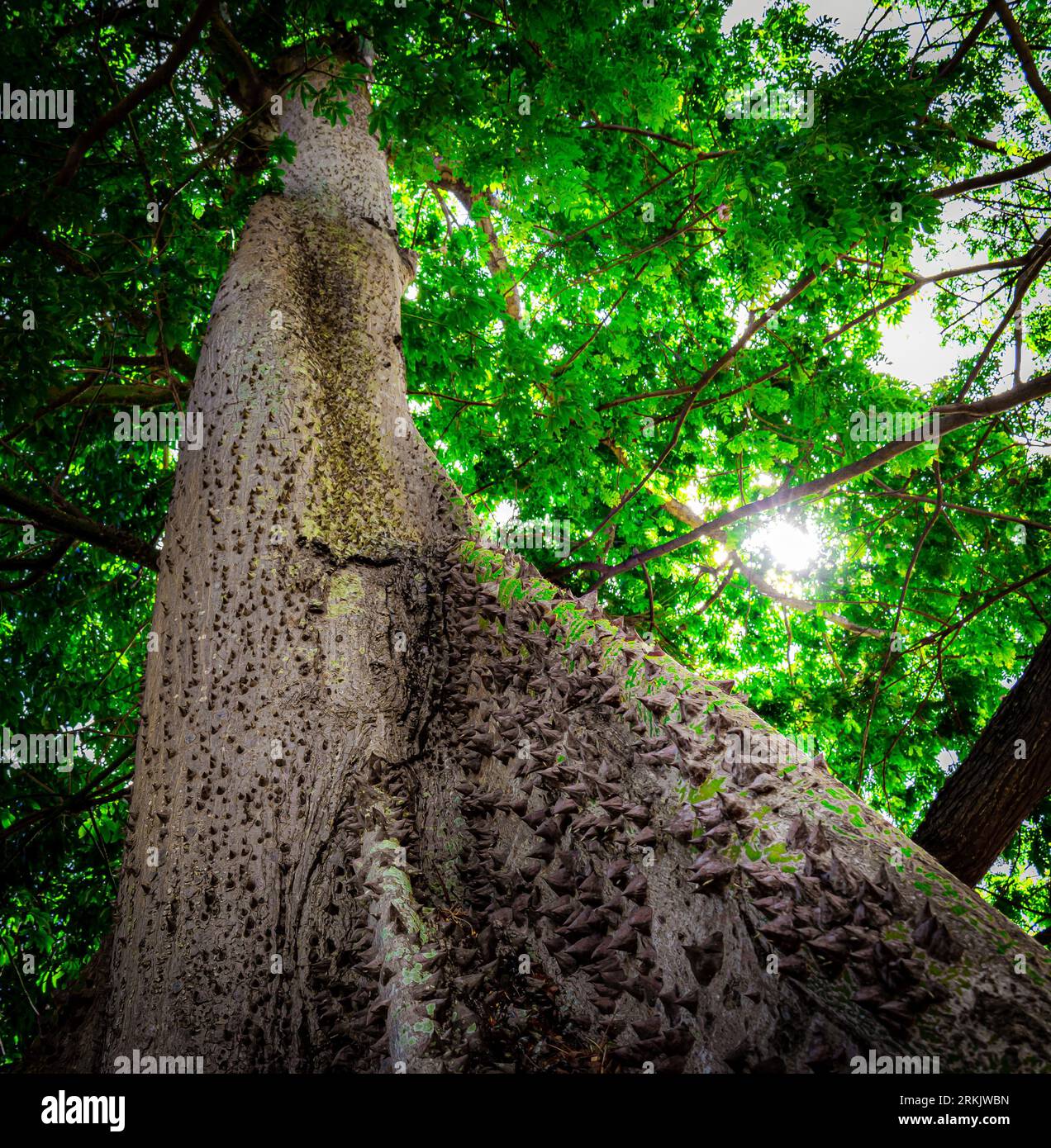 Protrusions hi-res stock photography and images - Alamy