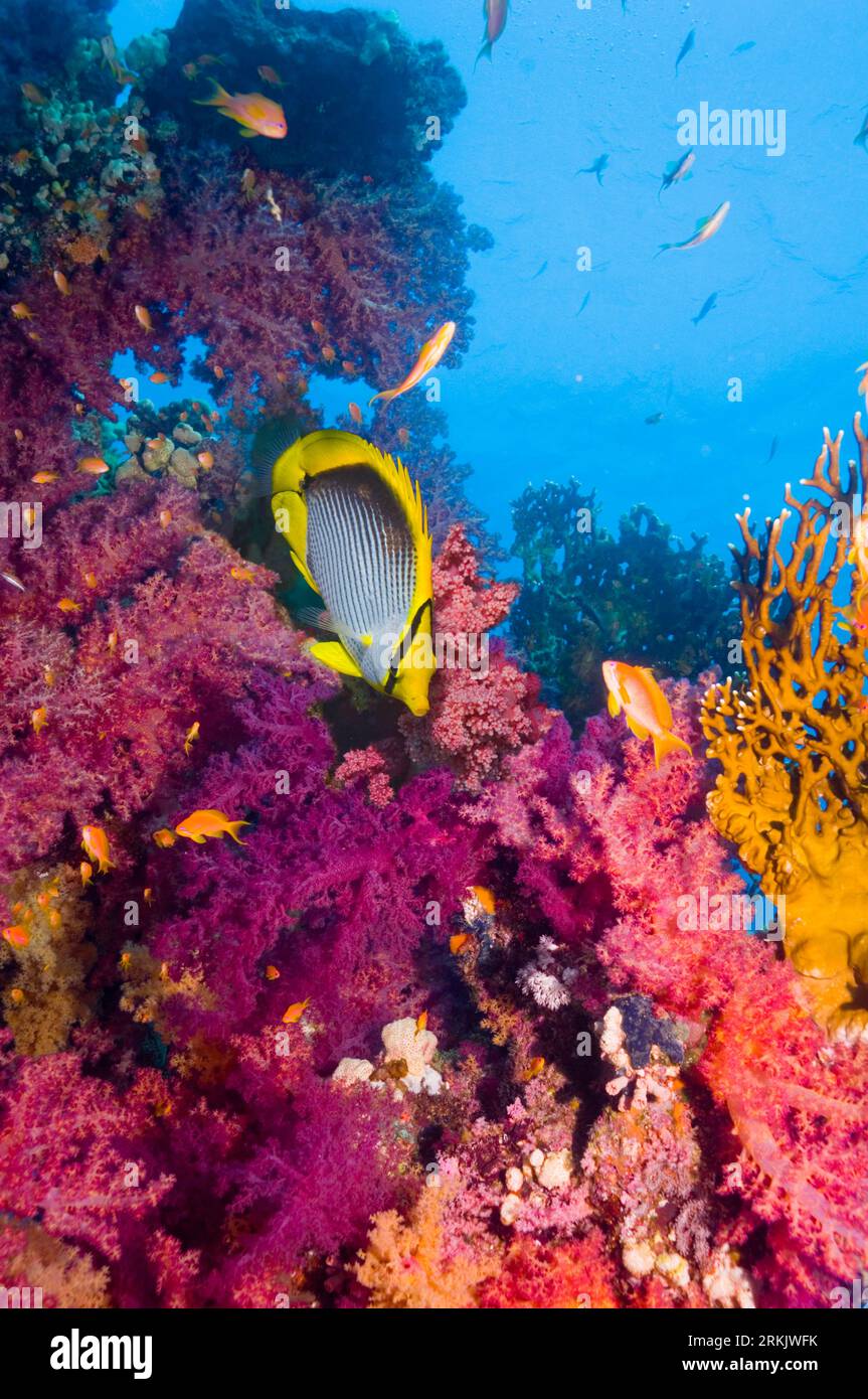 Black backed butterflyfish chaetodon melannotus hi-res stock ...