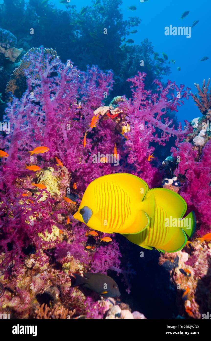 Golden butterflyfish (Chaetodon semilarvatus). Range Red Sea and Gulf ...