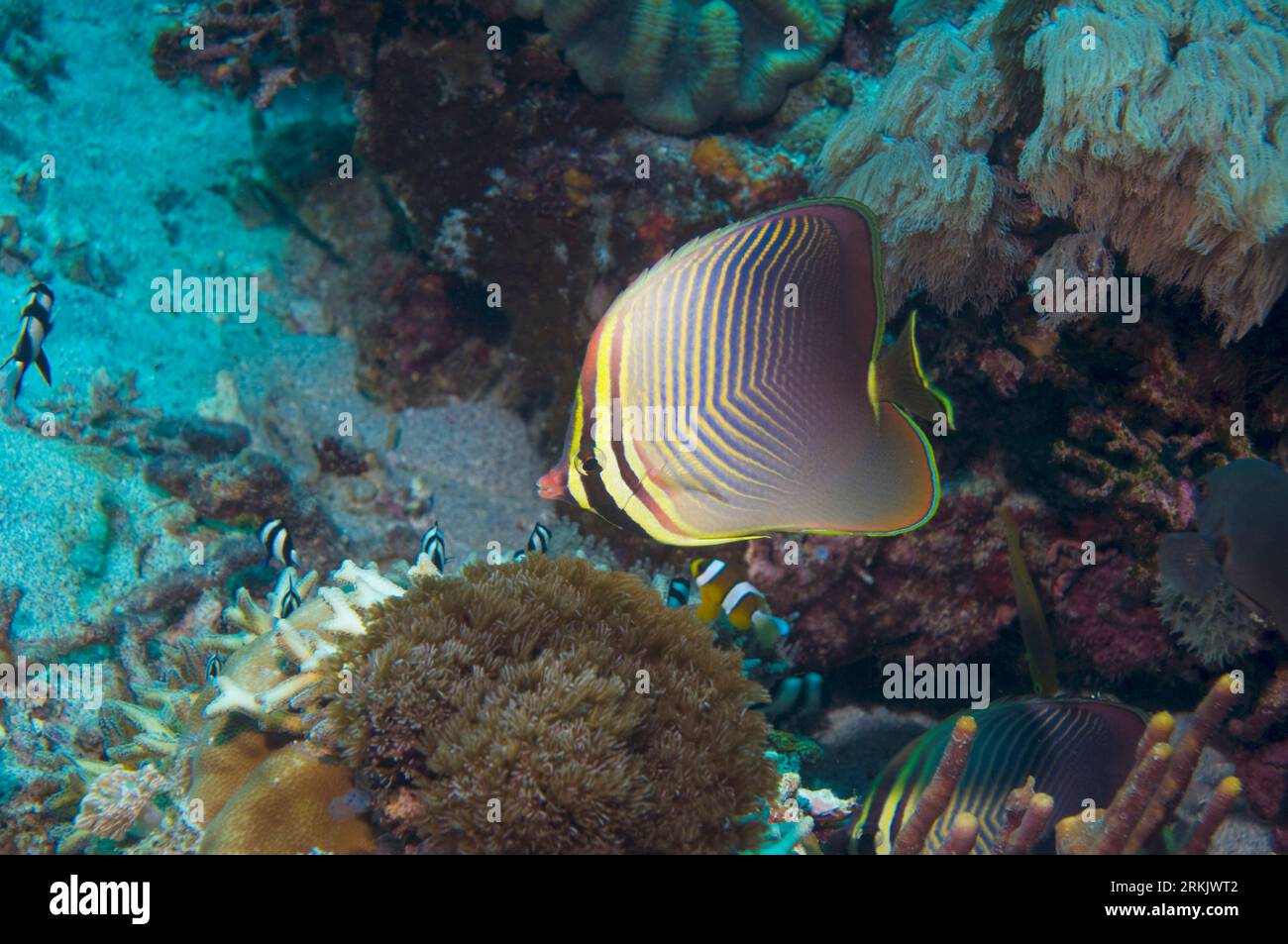 Eastern triangle butterflyfish (Chaetodon baronessa). Indonesia Stock ...