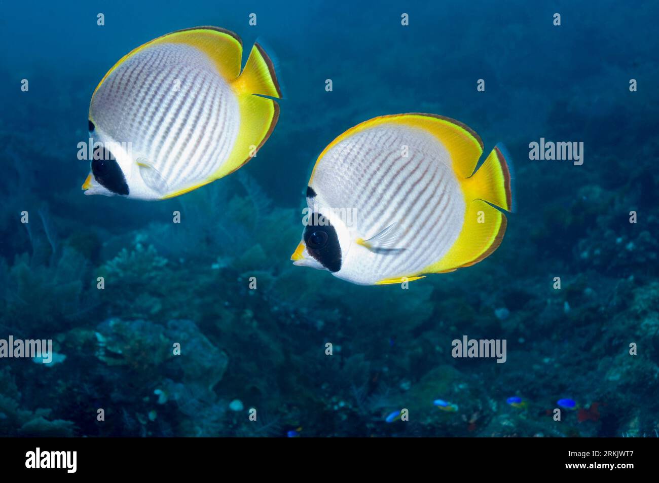 Panda butterflyfish (Chaetodon adiergastos). Bali, Indonesia Stock ...