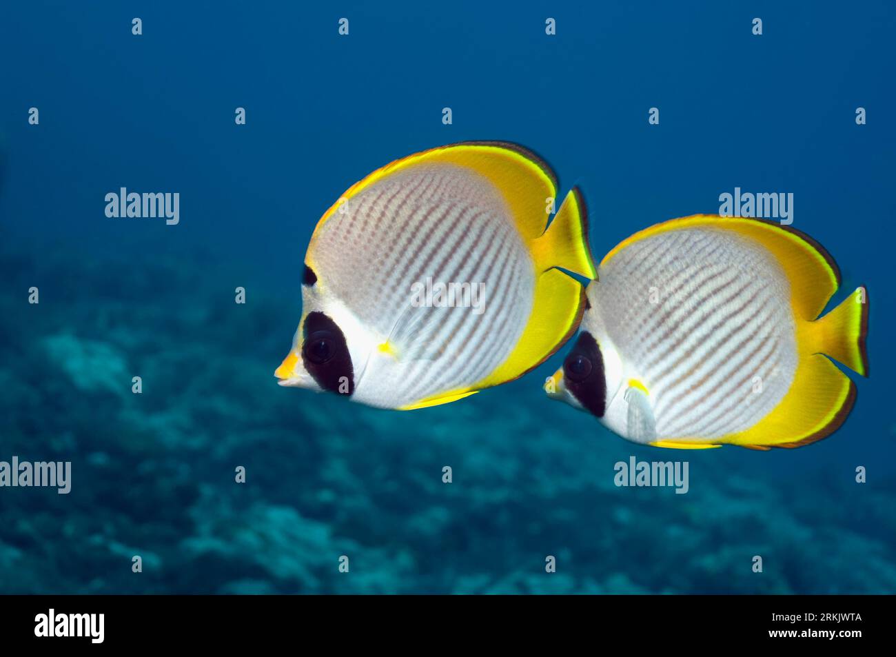 Bantayan butterflyfish hi-res stock photography and images - Alamy