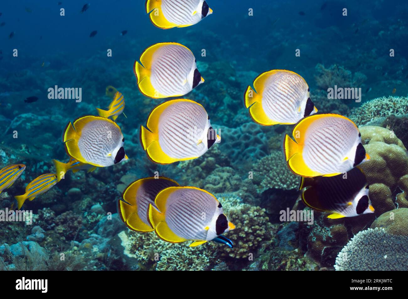 Panda butterflyfish (Chaetodon adiergastos). Bali, Indonesia Stock ...