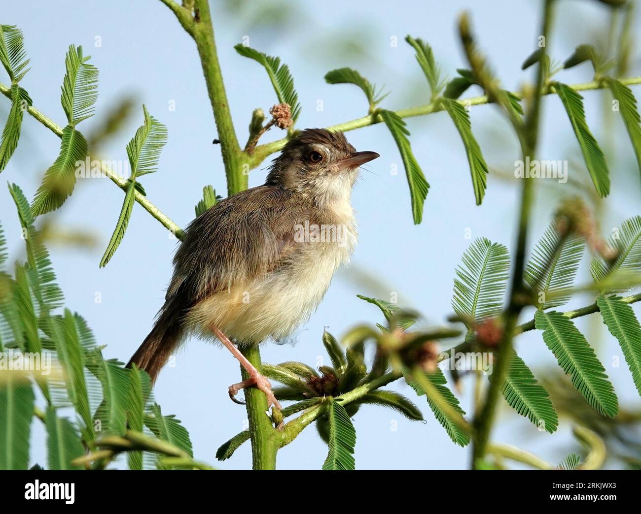 A small, brown-feathered plain prinia (Prinia inornata) perched atop a ...