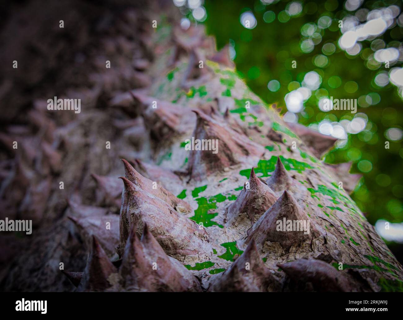 Protrusions hi-res stock photography and images - Alamy