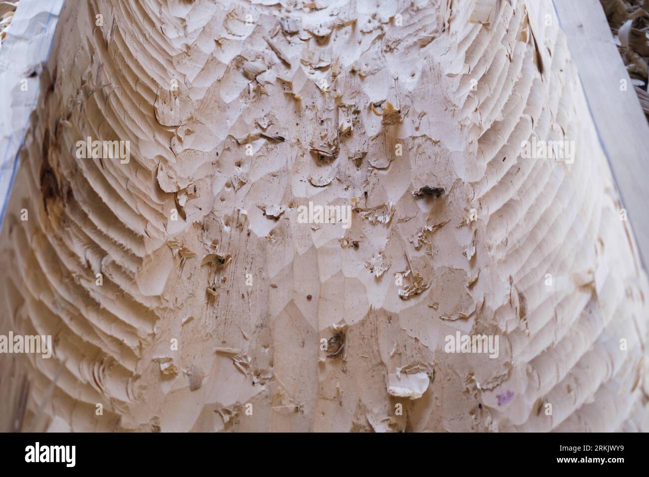 The trunk of a tree, hollowed out with carvings and notches in the ...