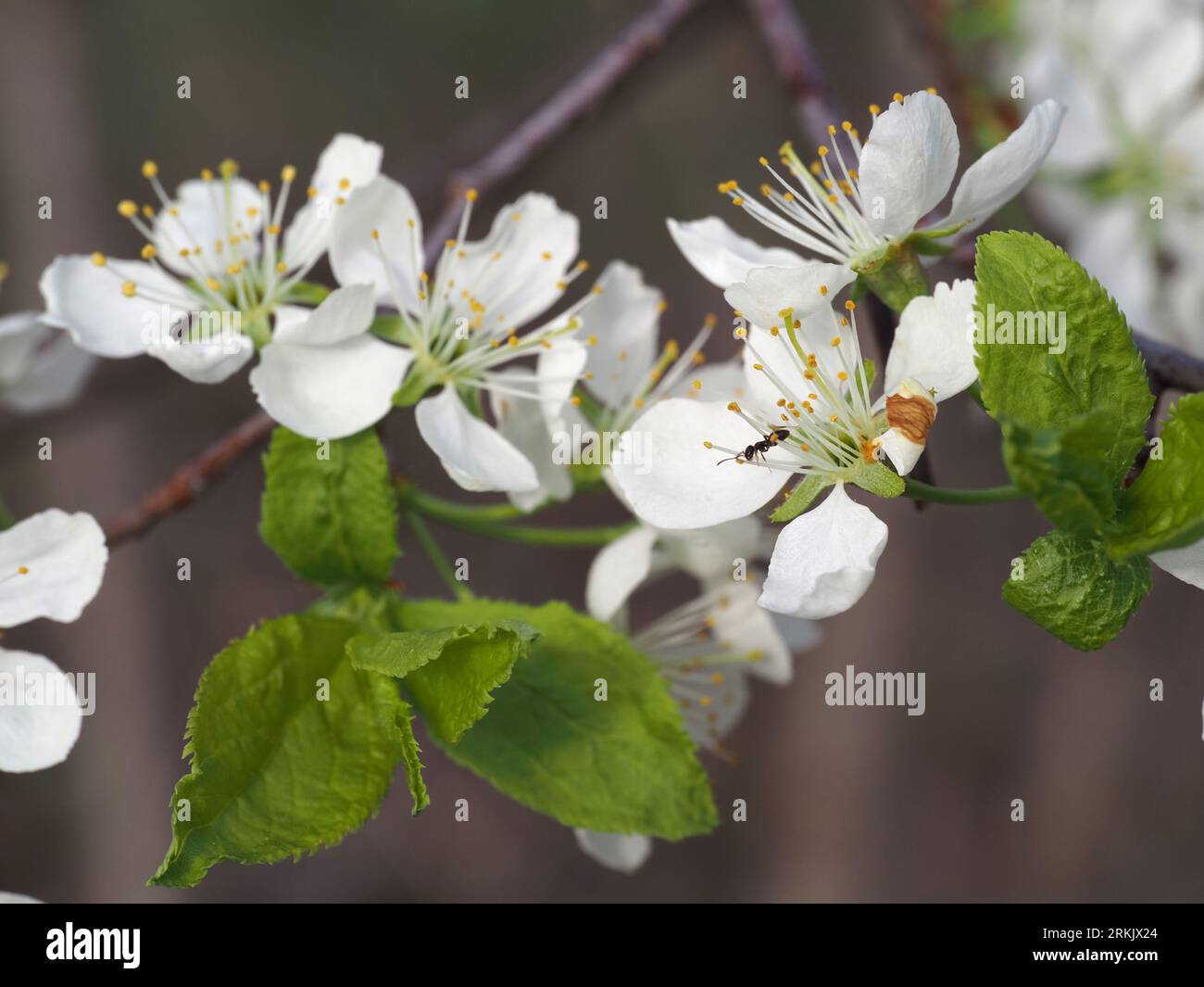 Richardson nature center hi-res stock photography and images - Alamy