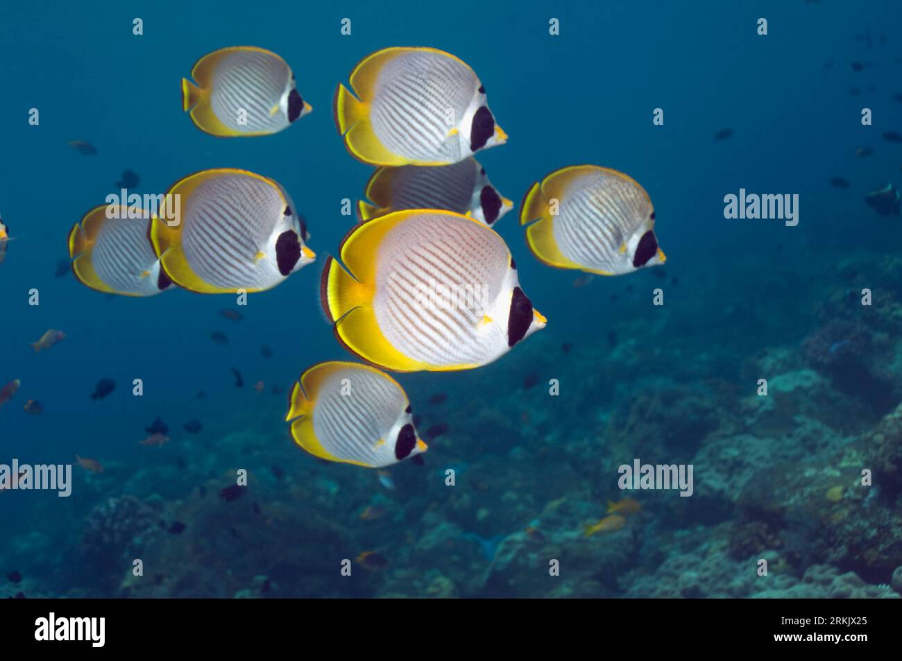Panda butterflyfish (Chaetodon adiergastos). Bali, Indonesia Stock ...