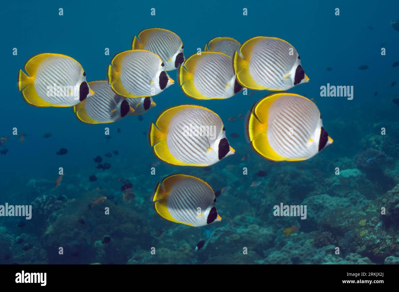 Panda butterflyfish (Chaetodon adiergastos). Bali, Indonesia Stock ...