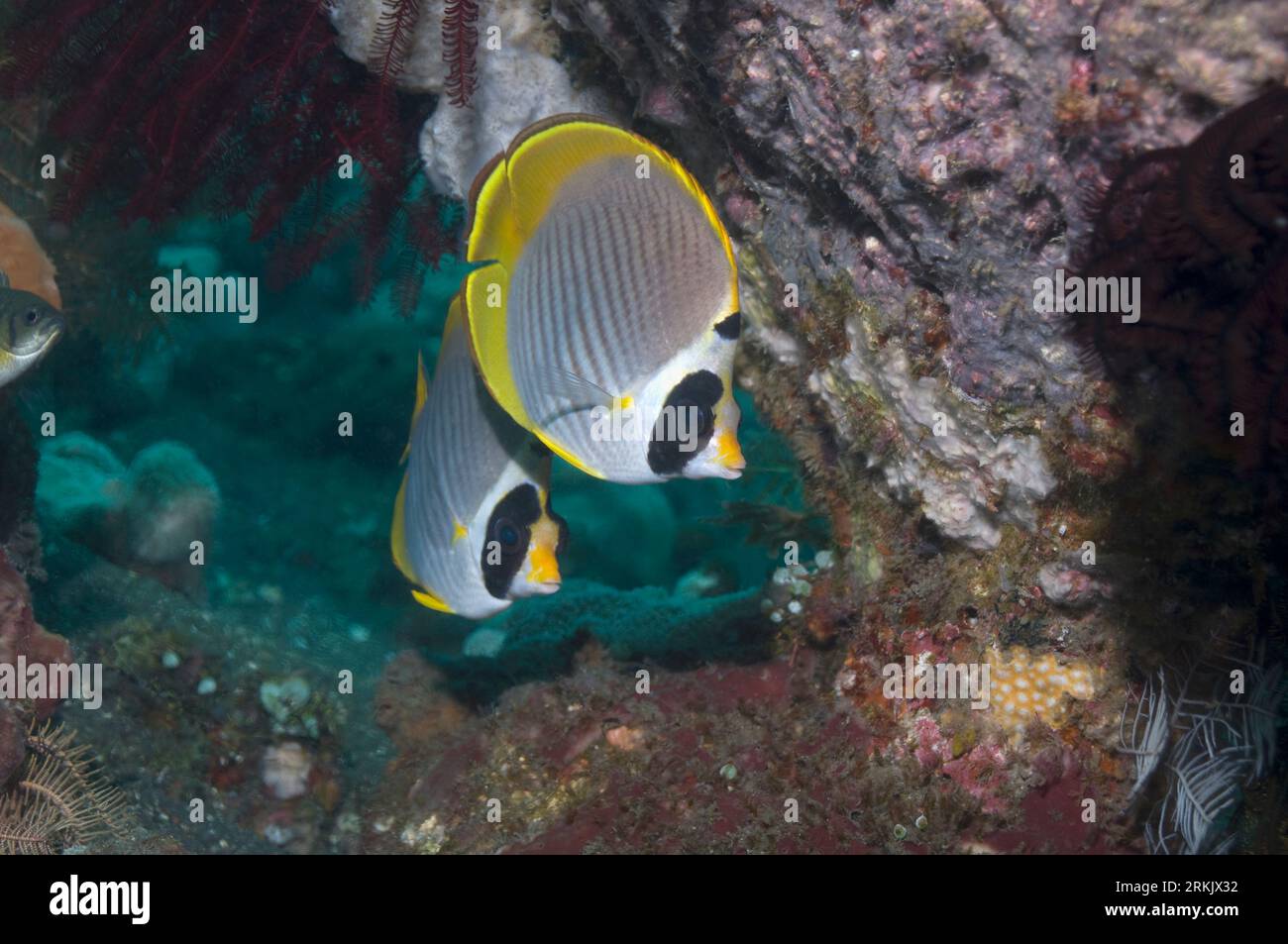 Panda butterflyfish (Chaetodon adiergastos). Bali, Indonesia Stock ...