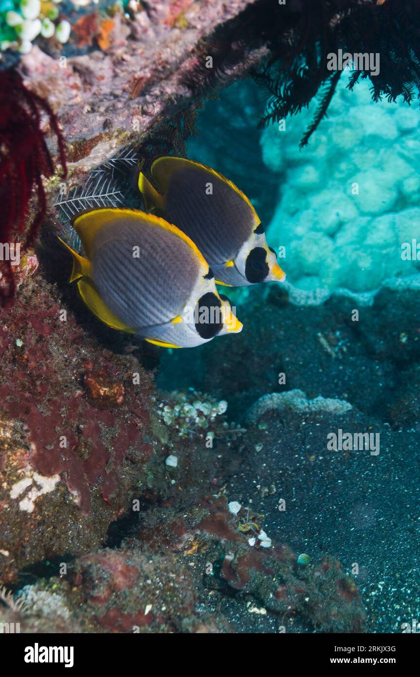 Panda butterflyfish (Chaetodon adiergastos). Bali, Indonesia Stock ...