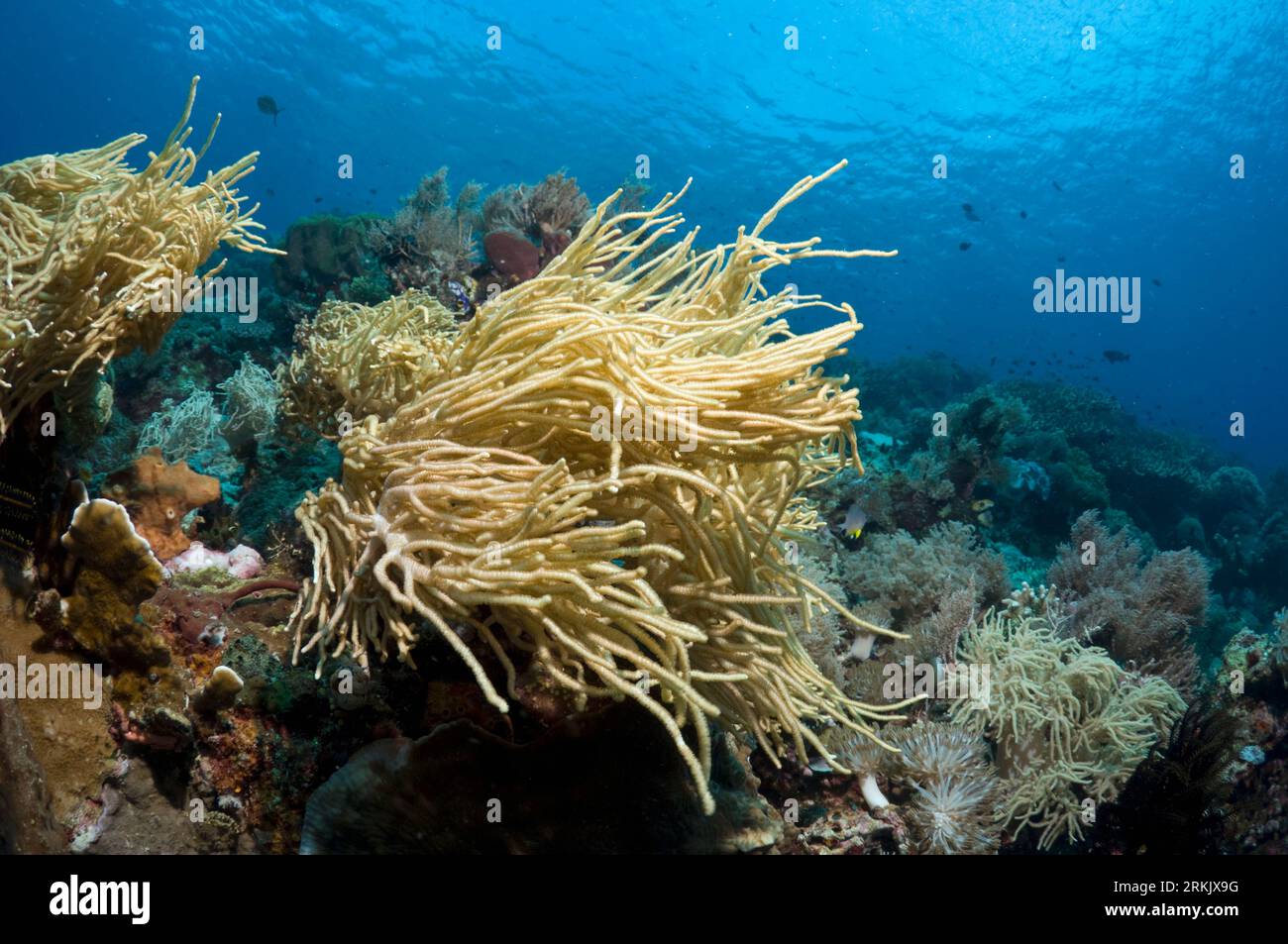 Leather coral - Sinularia flexibilis. Komodo National Park, Indonesia ...