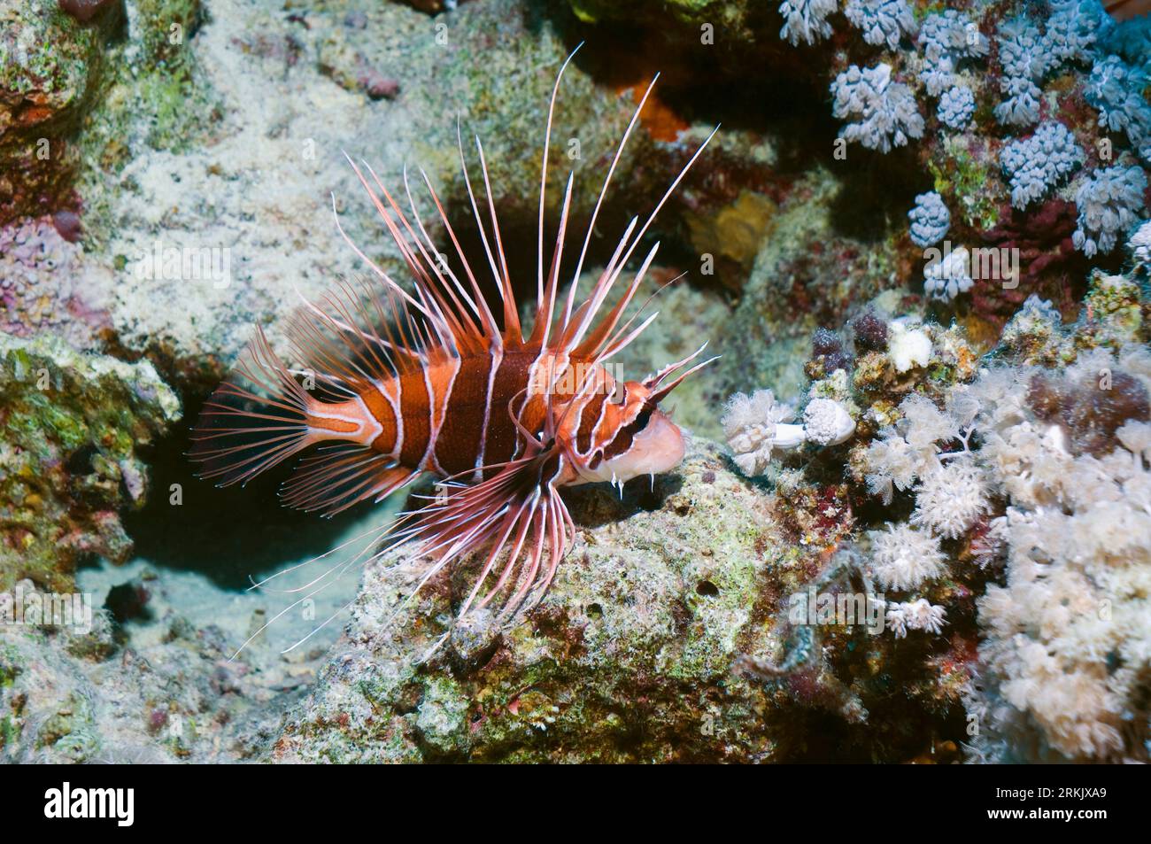 Clearfin lionfish (Pterois radiata). Egypt, Red Sea Stock Photo - Alamy