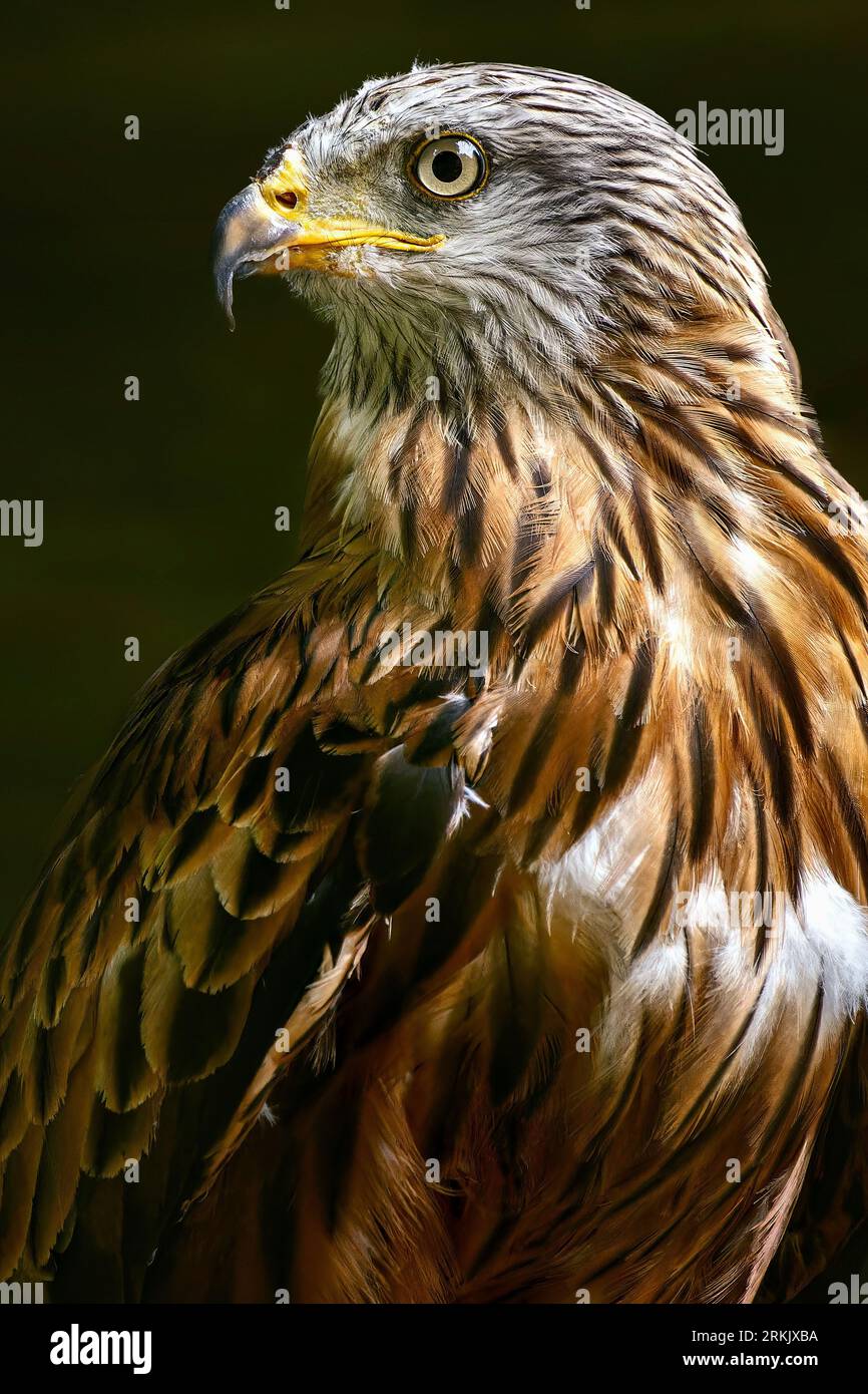 A Red kite in profile against a shadowy backdrop, its wings ...
