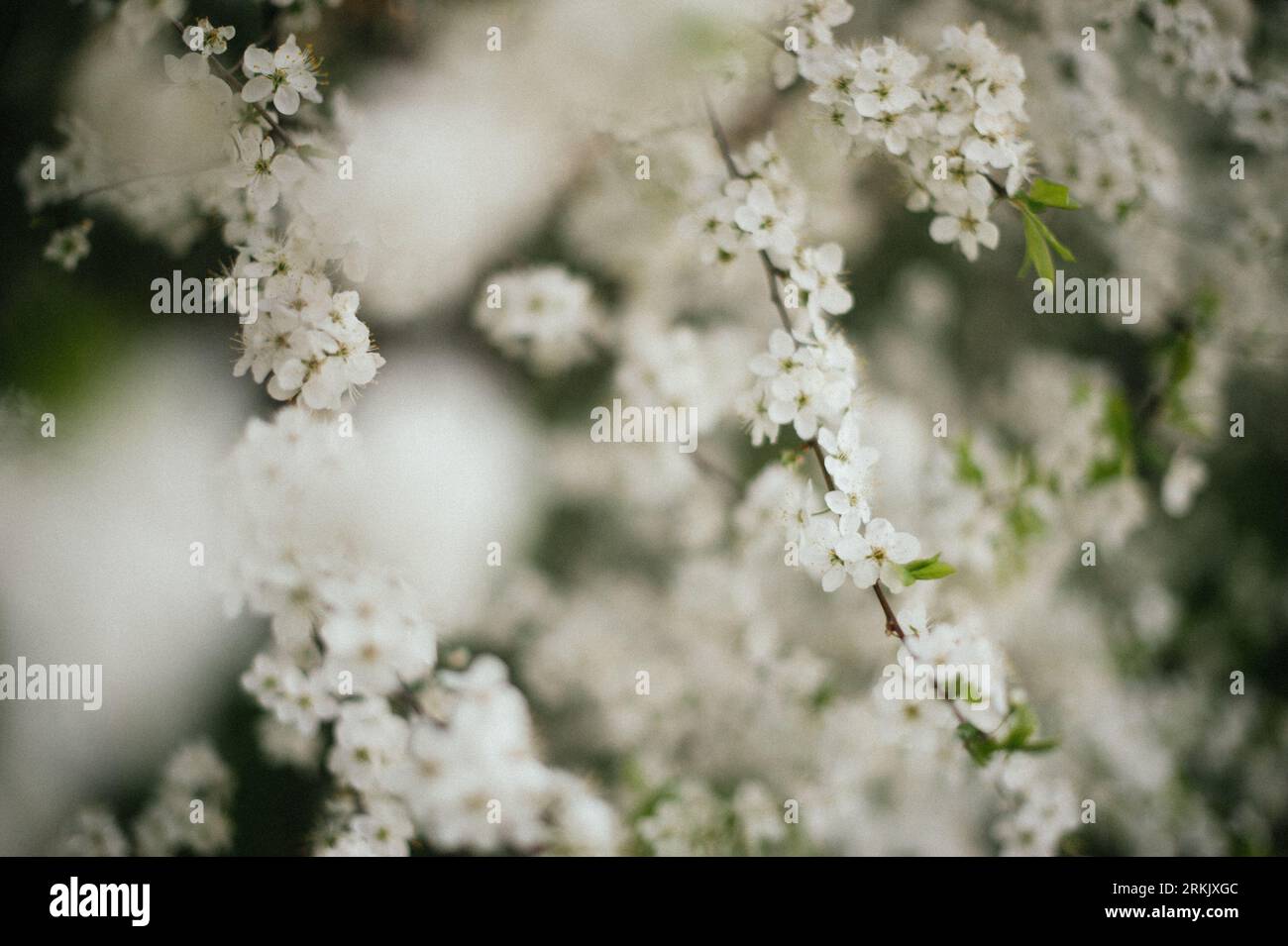 Bunch formation hi-res stock photography and images - Alamy