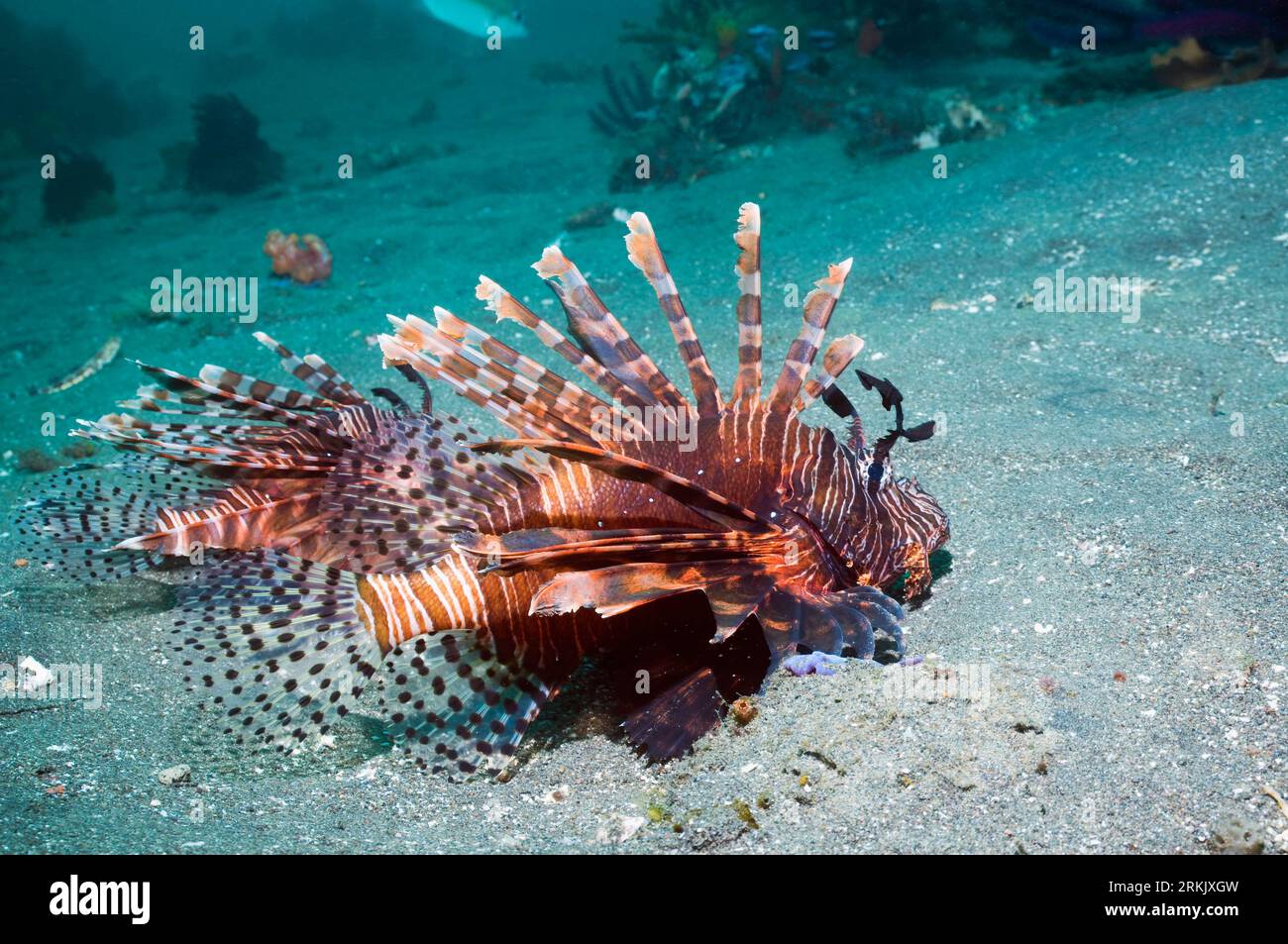 Lionfish swimming over sandy hi-res stock photography and images - Alamy