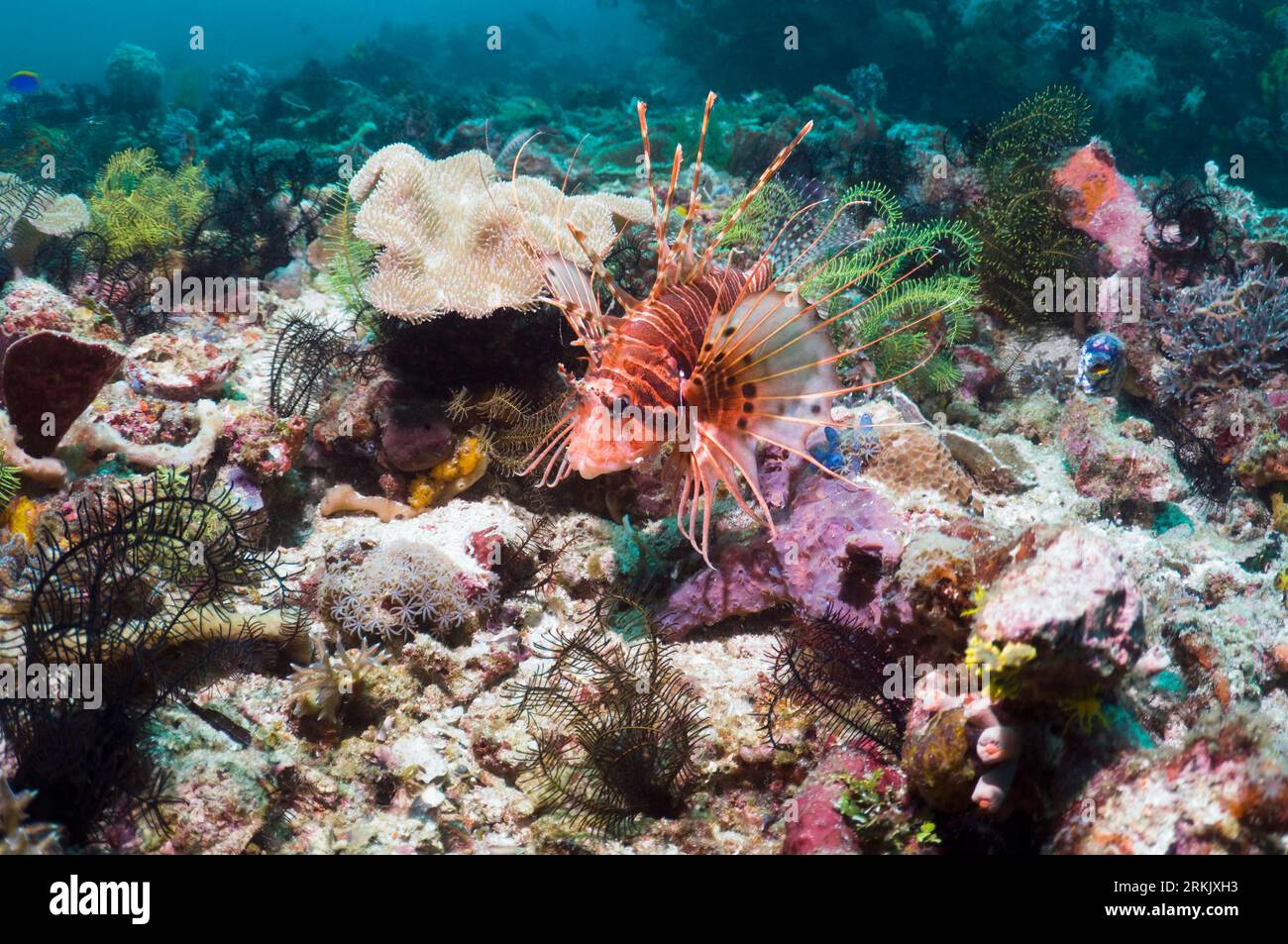 Antennata lionfish (Pterois antennata) hunting over coral reef. Rinca ...