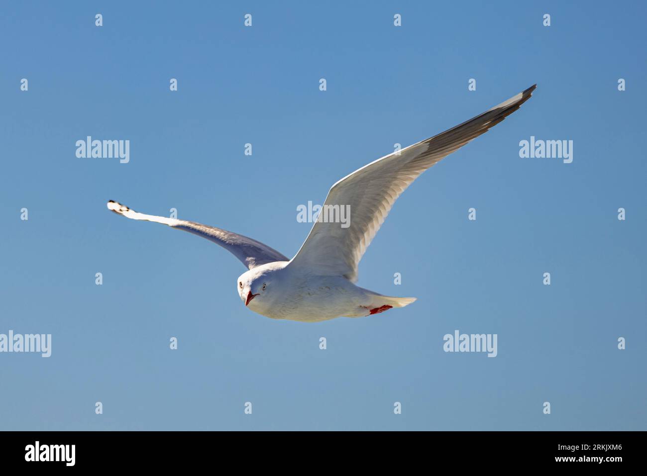 A seagull flying in a bright blue sky with its wings spread Stock Photo ...