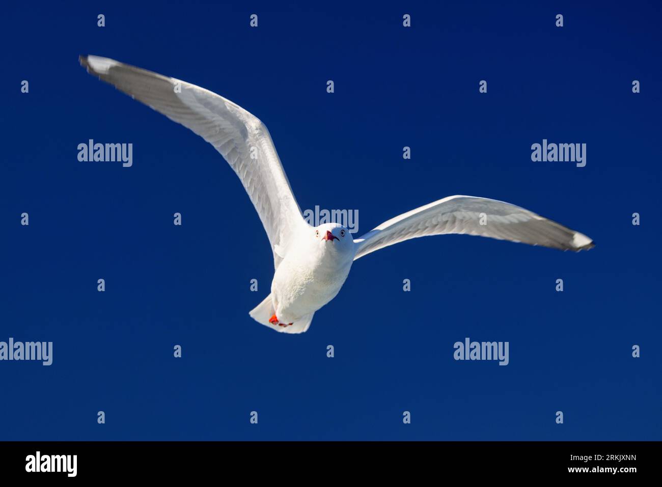 A seagull flying in a bright blue sky with its wings spread Stock Photo ...
