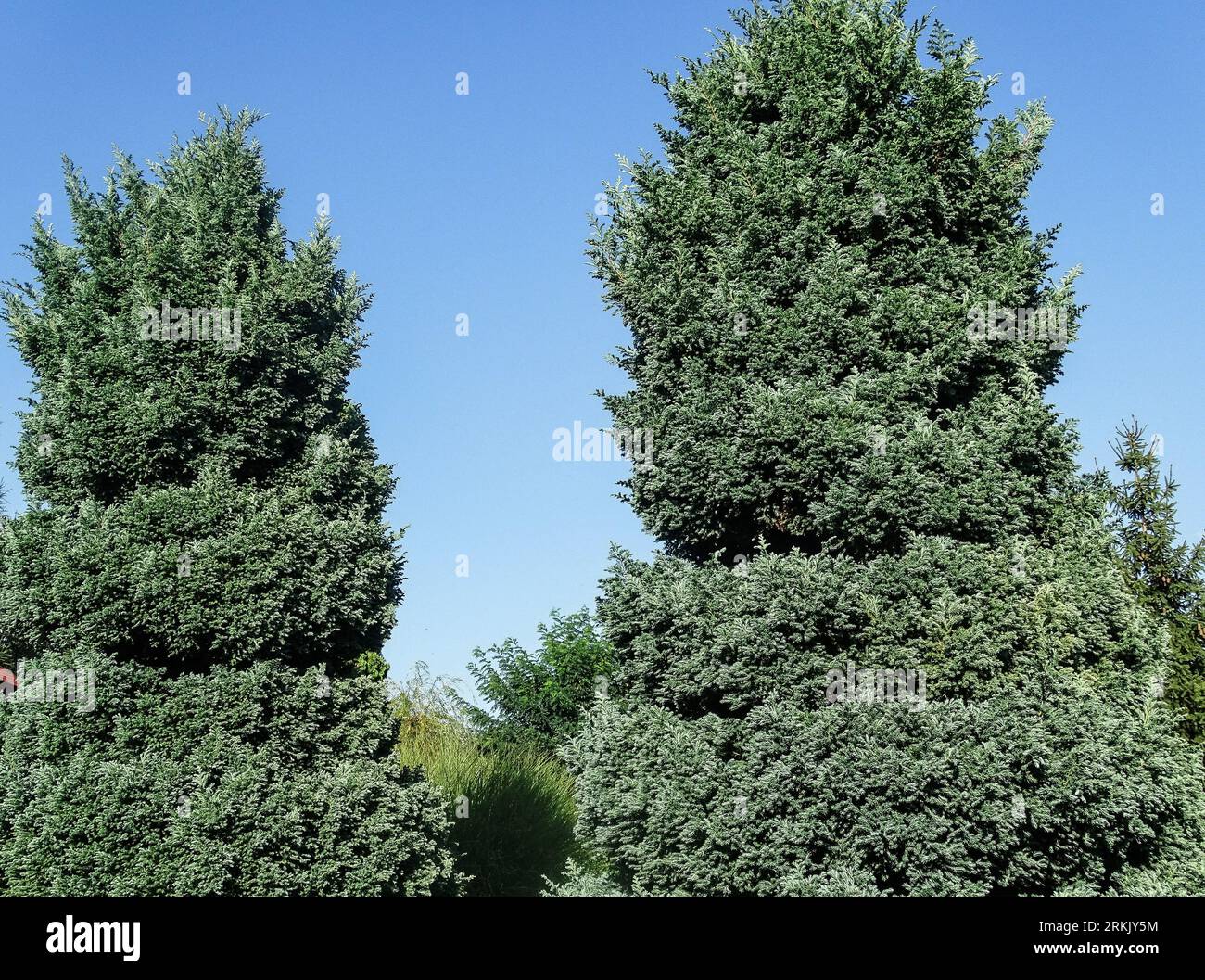 Flaky juniper in Romania. Juniperus squamata Stock Photo - Alamy