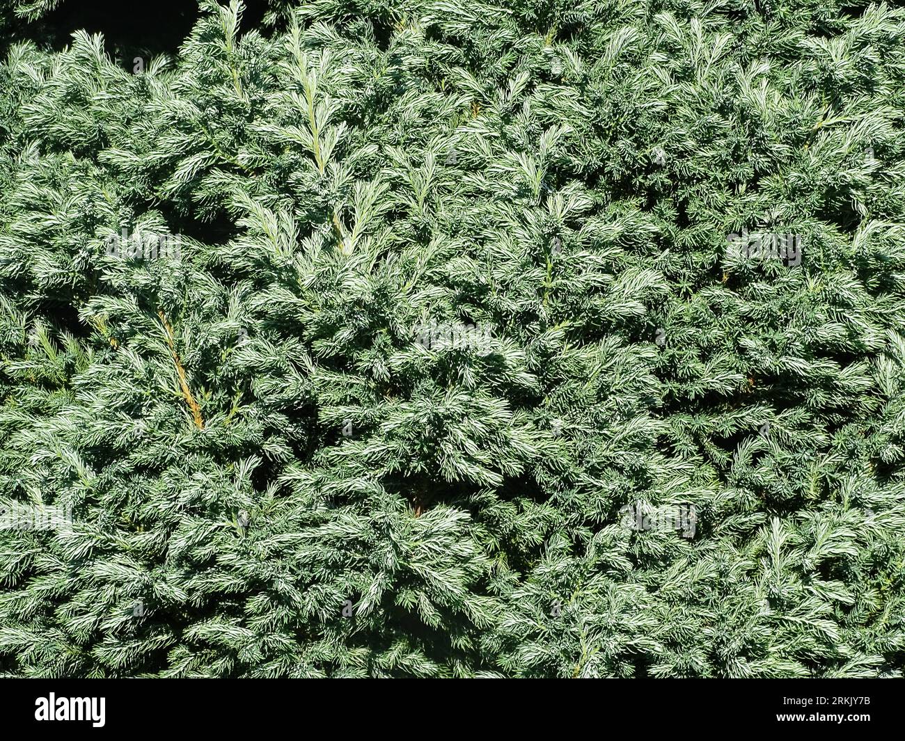 Flaky juniper in Romania. Juniperus squamata Stock Photo - Alamy