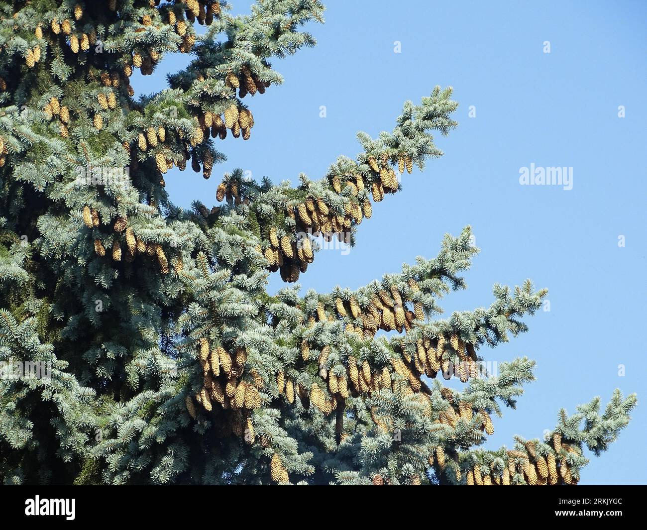 Colorado Blue Spruce tree in Romania. Picea pungens Stock Photo - Alamy