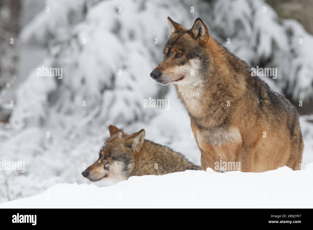 The two majestic timber wolves in their natural habitat, surrounded by ...