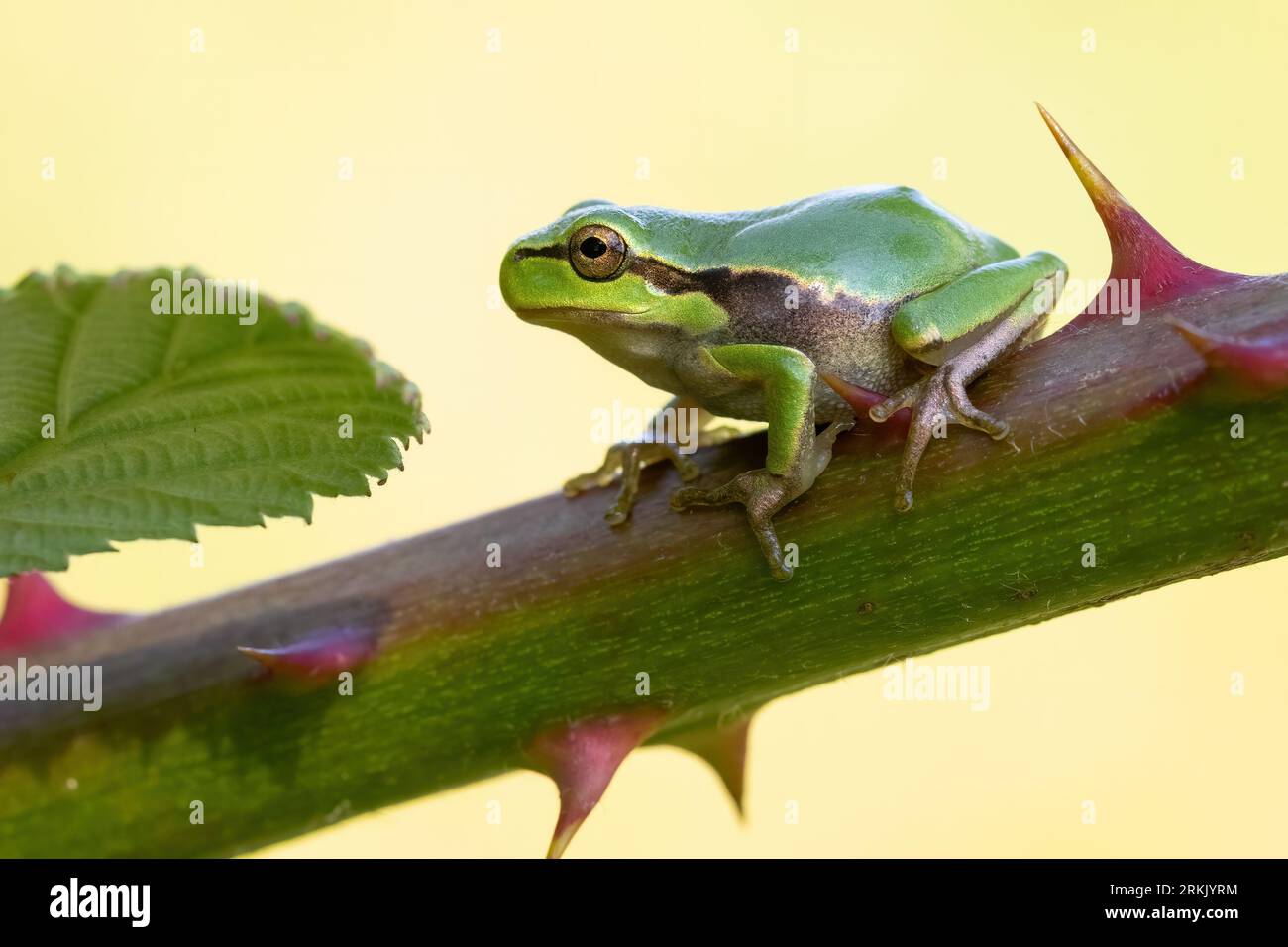 Emerald green tree frog hi-res stock photography and images - Alamy