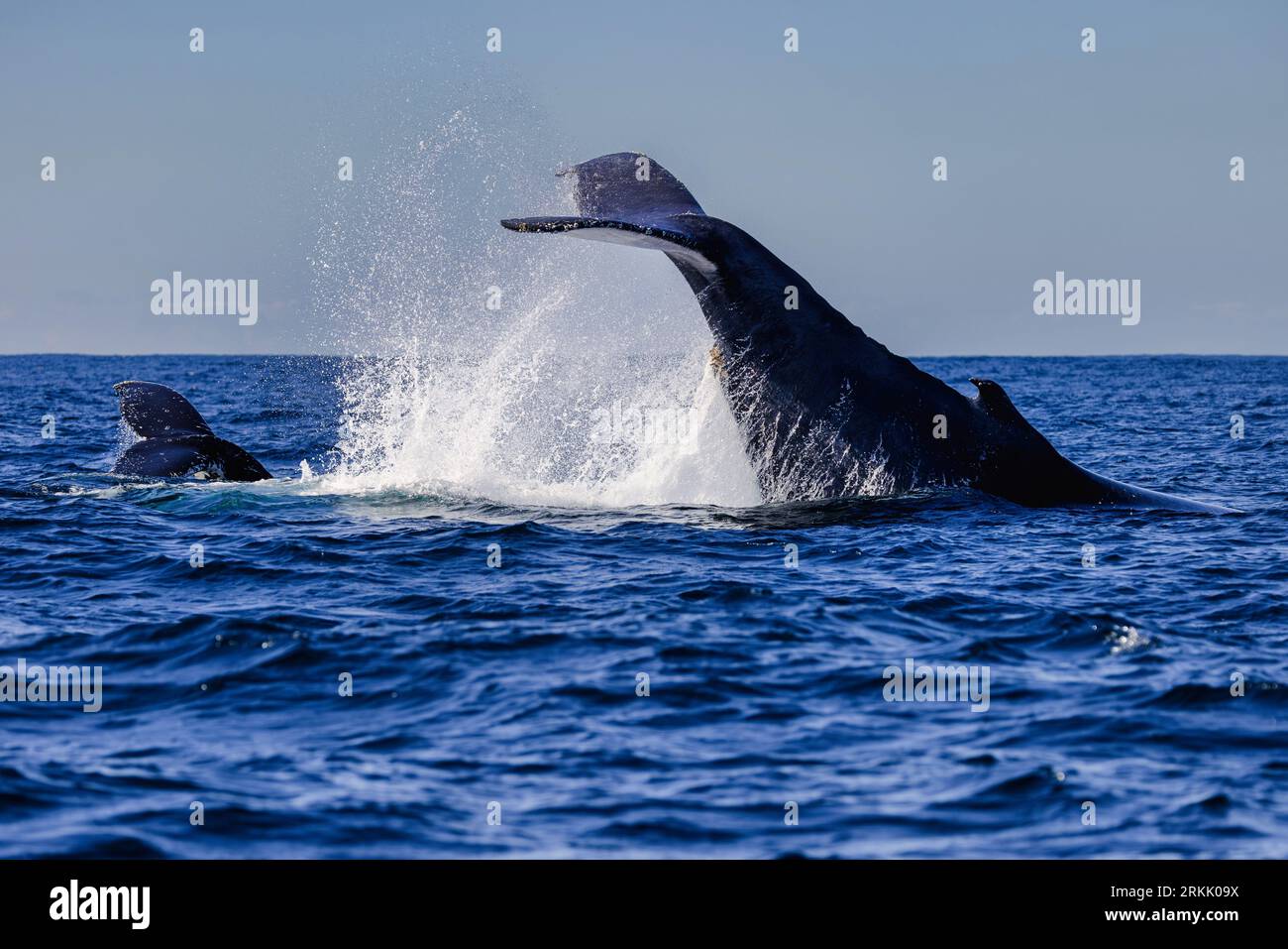 A majestic whale breaching the surface of the ocean near Sydney ...