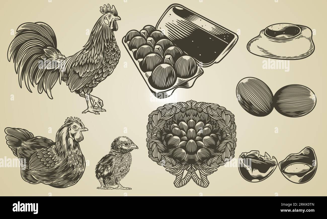 vector hand drawn vintage engraving chicken collection of farm design ...