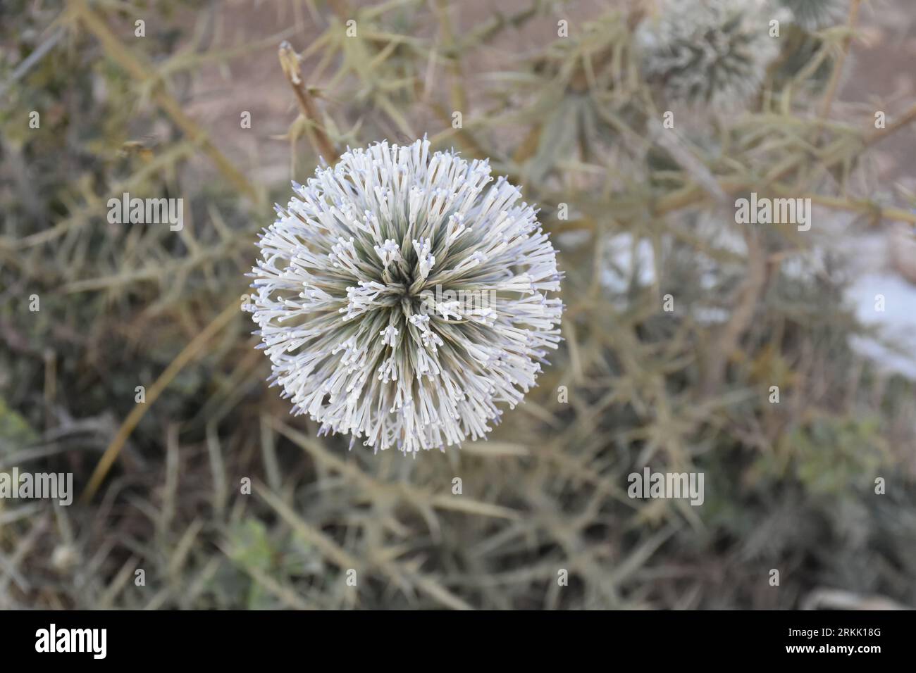 A spindly Mordovnik ball-headed with frost-covered branches and ...